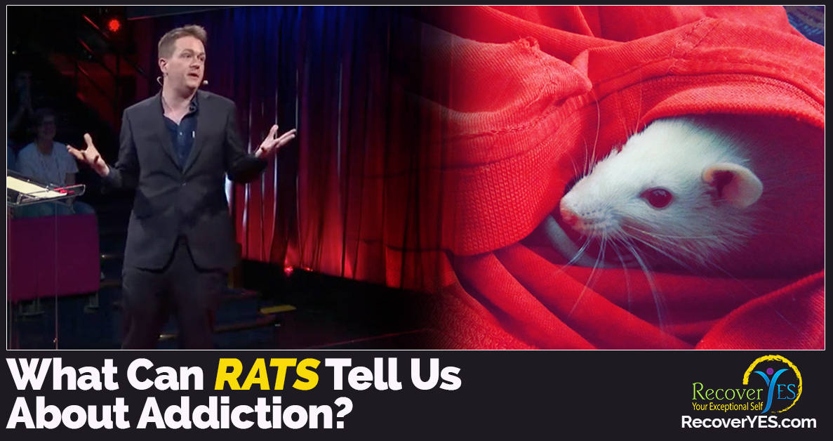 What Can Rats Tell Us About Addiction? - RecoverYES.com - Survival ...